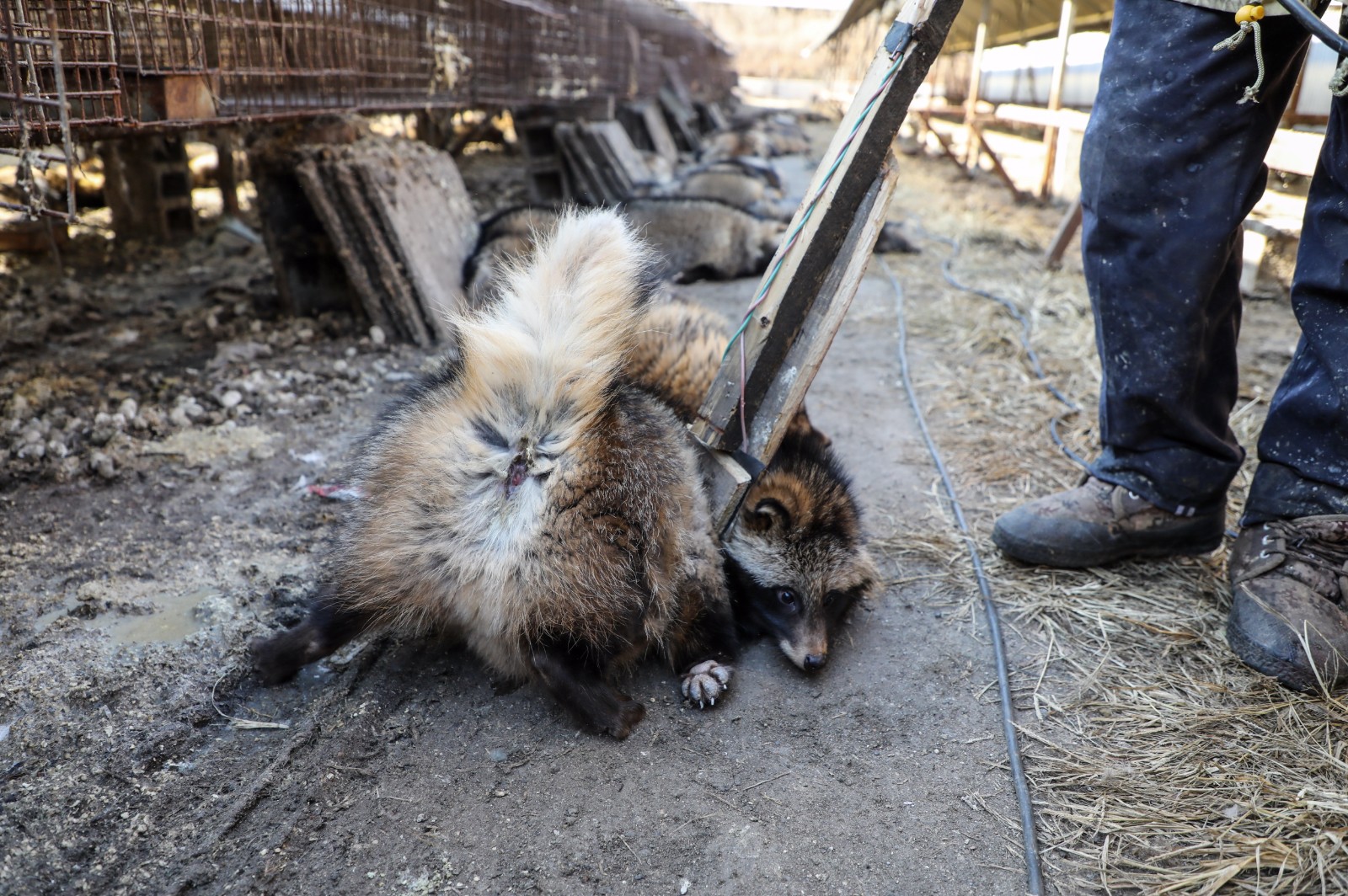 带血的皮草：过程残忍，一张貉皮170|貉皮|残忍|皮草_新浪新闻