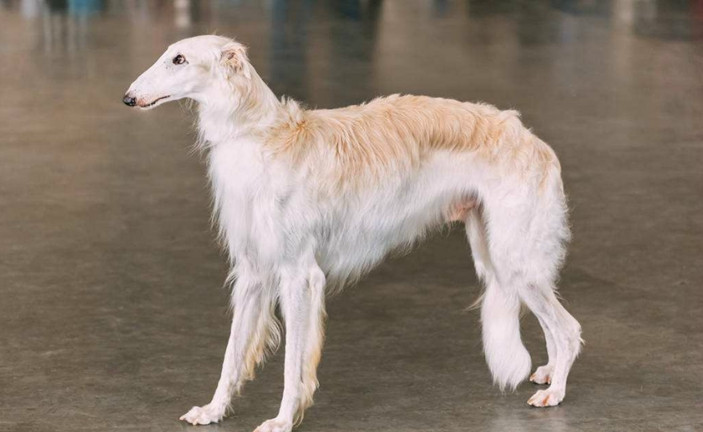 盘点10大最难训练的笨狗狗，哈士奇竟然没上榜