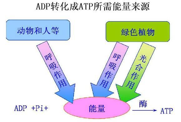 生物导学案：细胞的能量“通货”——ATP