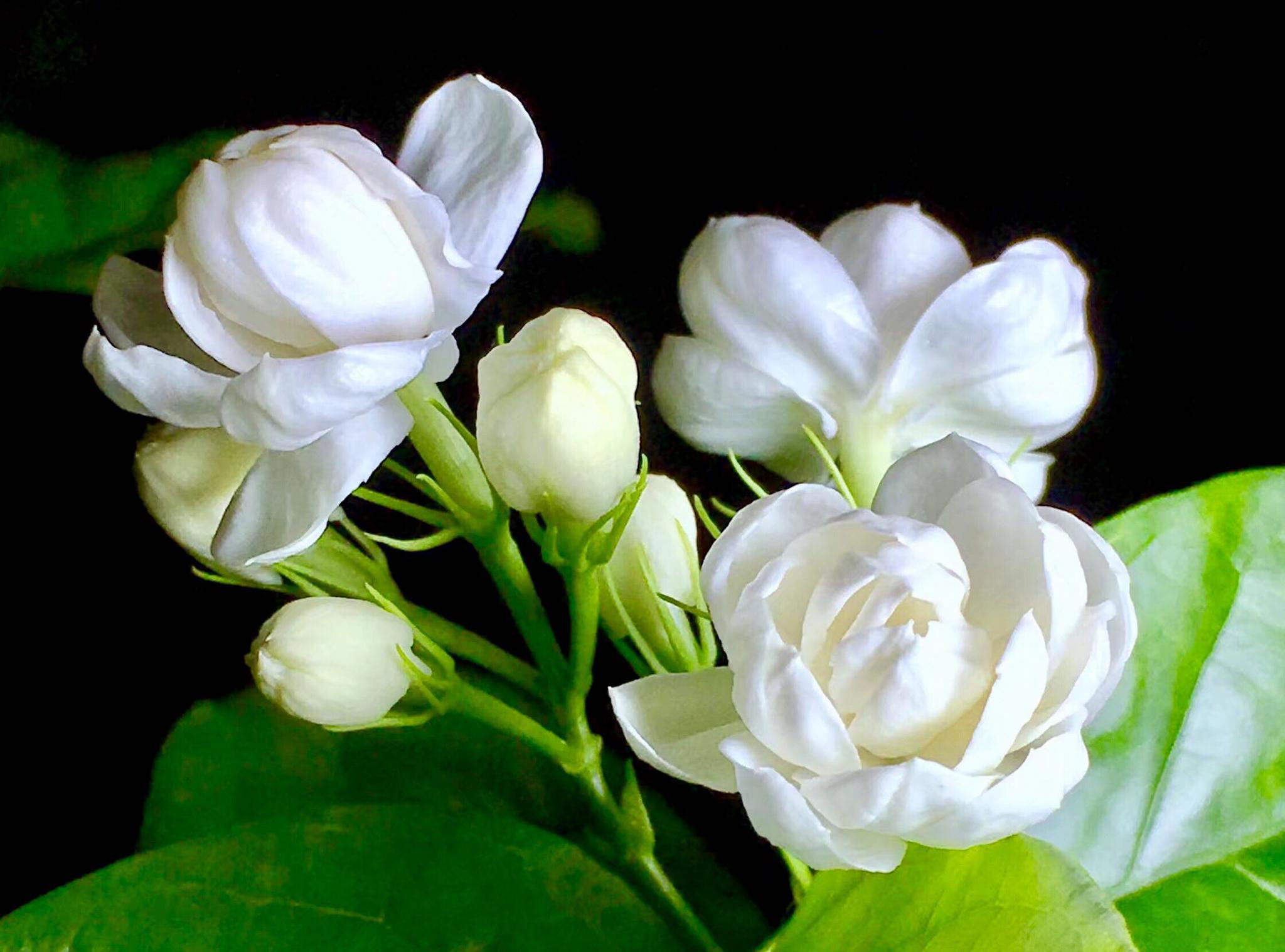 好一朵美丽的茉莉花|茉莉花|一朵_新浪新闻