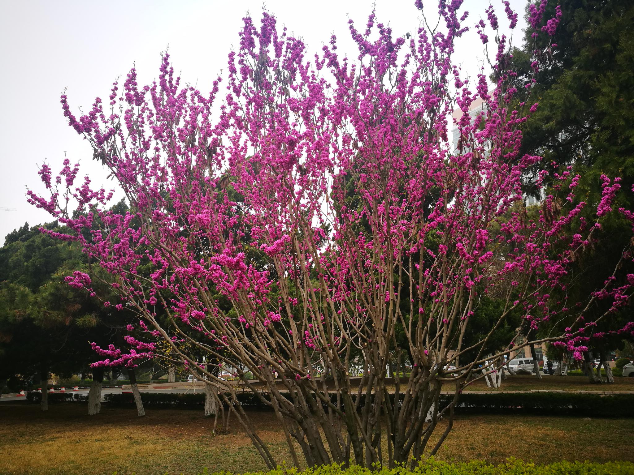 户外植物图集 紫荆