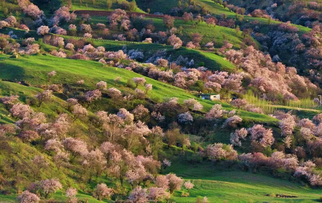 漫山遍野都是杏花，这里是中国最美的春天，她在新疆伊犁|新疆|杏花|伊犁_新浪新闻