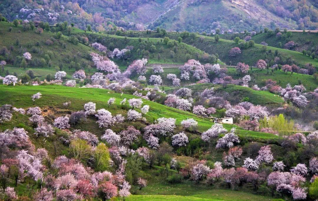 漫山遍野都是杏花，这里是中国最美的春天，她在新疆伊犁|新疆|杏花|伊犁_新浪新闻
