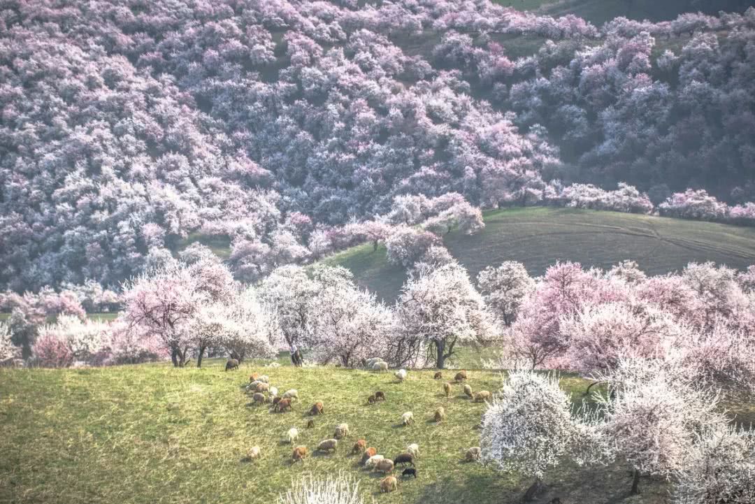 漫山遍野都是杏花，这里是中国最美的春天，她在新疆伊犁|新疆|杏花|伊犁_新浪新闻
