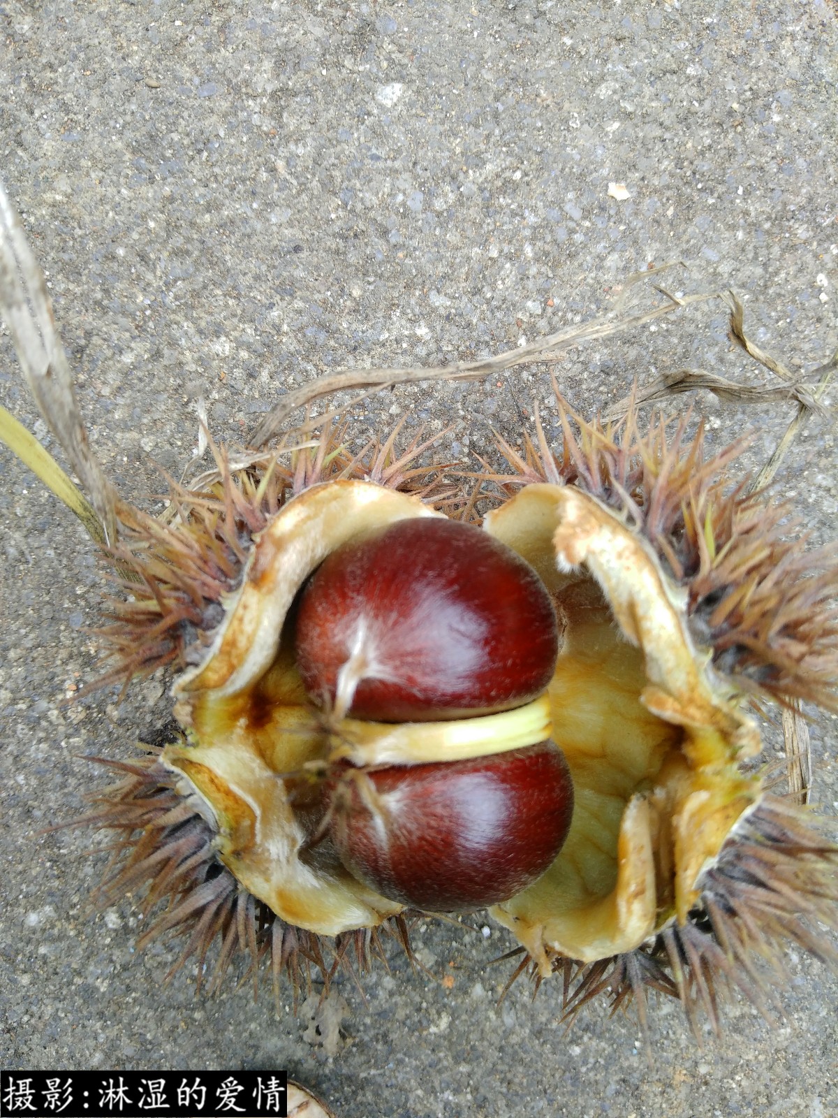 这种带刺的东西在农村是一道地道的美食，味道极好，你吃过吗？