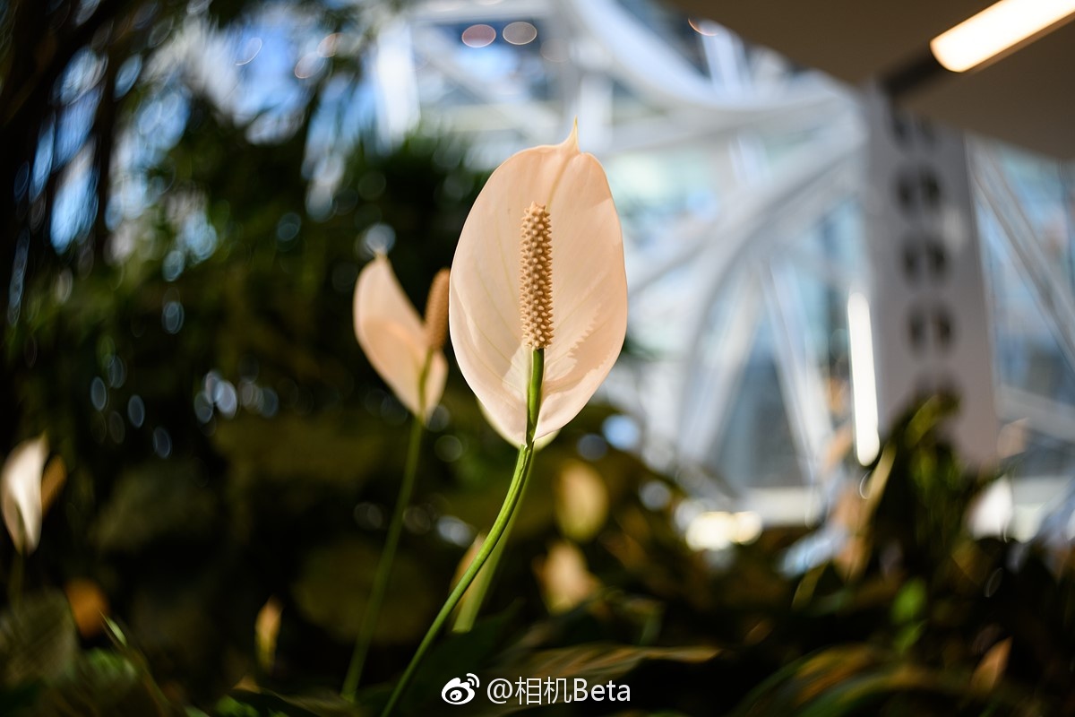 旋焦小能手Lensbaby Burnside 35样张欣赏