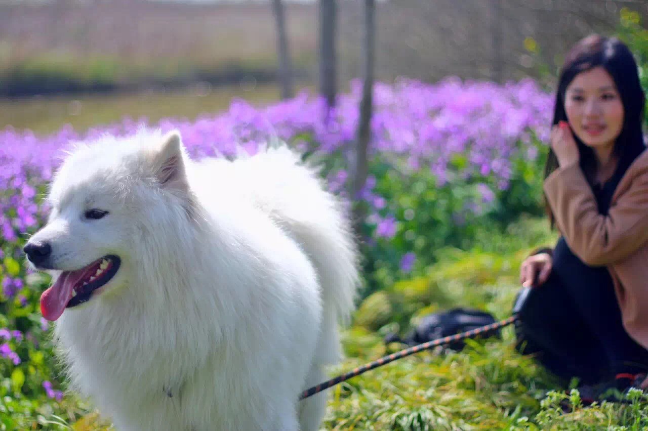 萨摩耶犬的历史传说和起源，出色的极地工作犬的传奇故事
