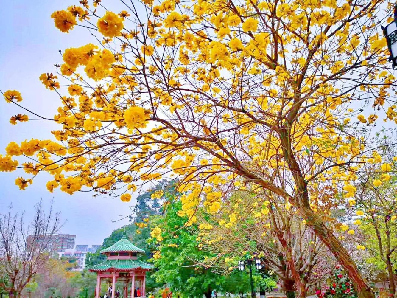 实拍! 广州华南农业大学的黄花风铃木开啦, 简直太美了!