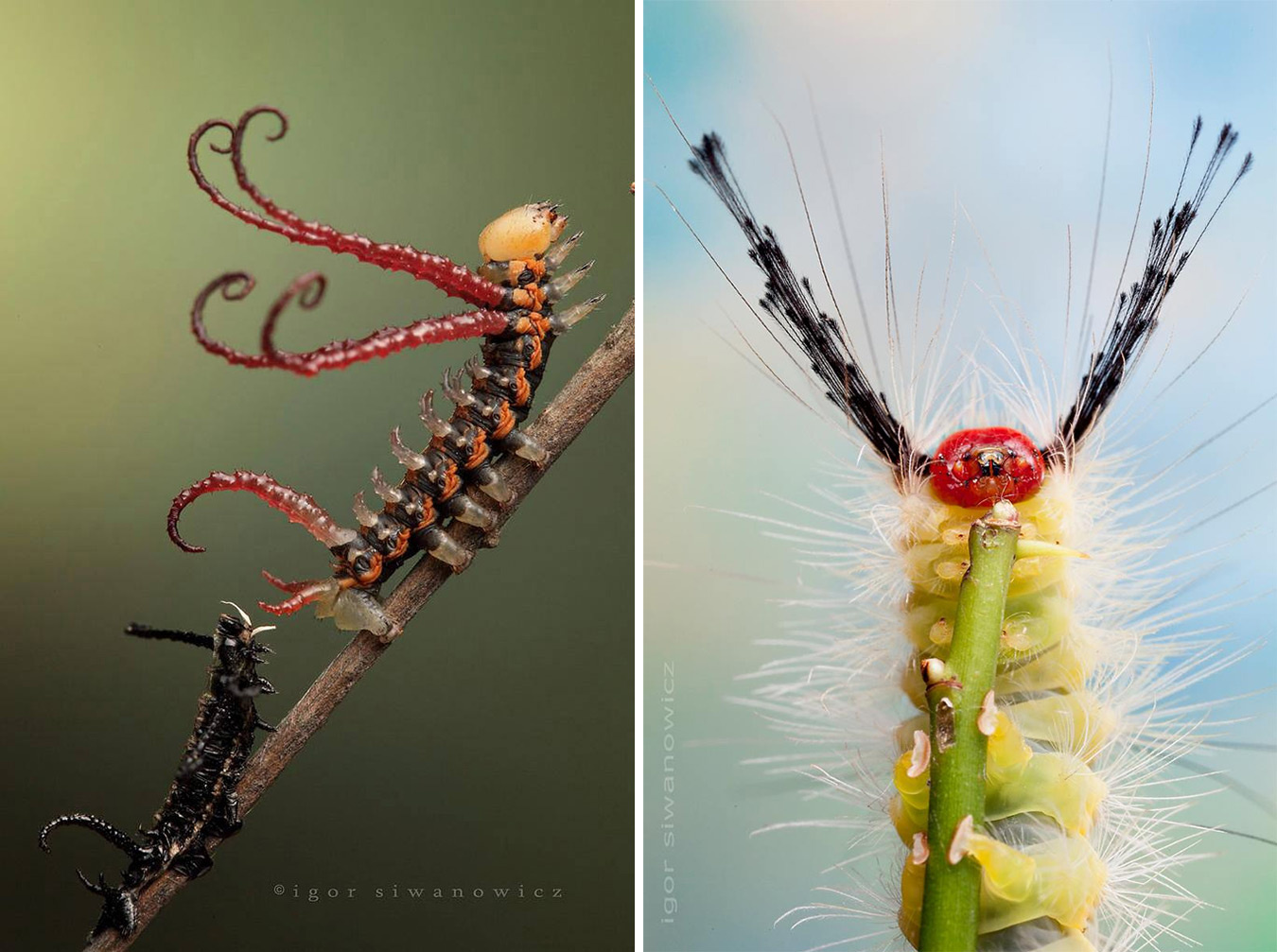 不同寻常的毛毛虫 | 德国慕尼黑科学家和摄影师 Igor Siwanowicz|摄影师|毛毛虫|慕尼黑_新浪新闻