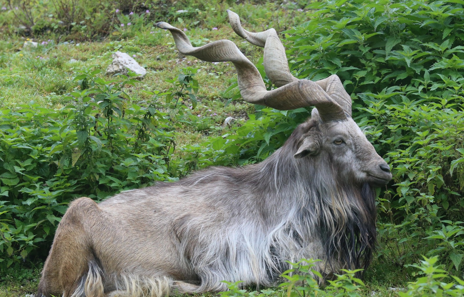 头上长角的五大奇异动物，你认识哪一种？