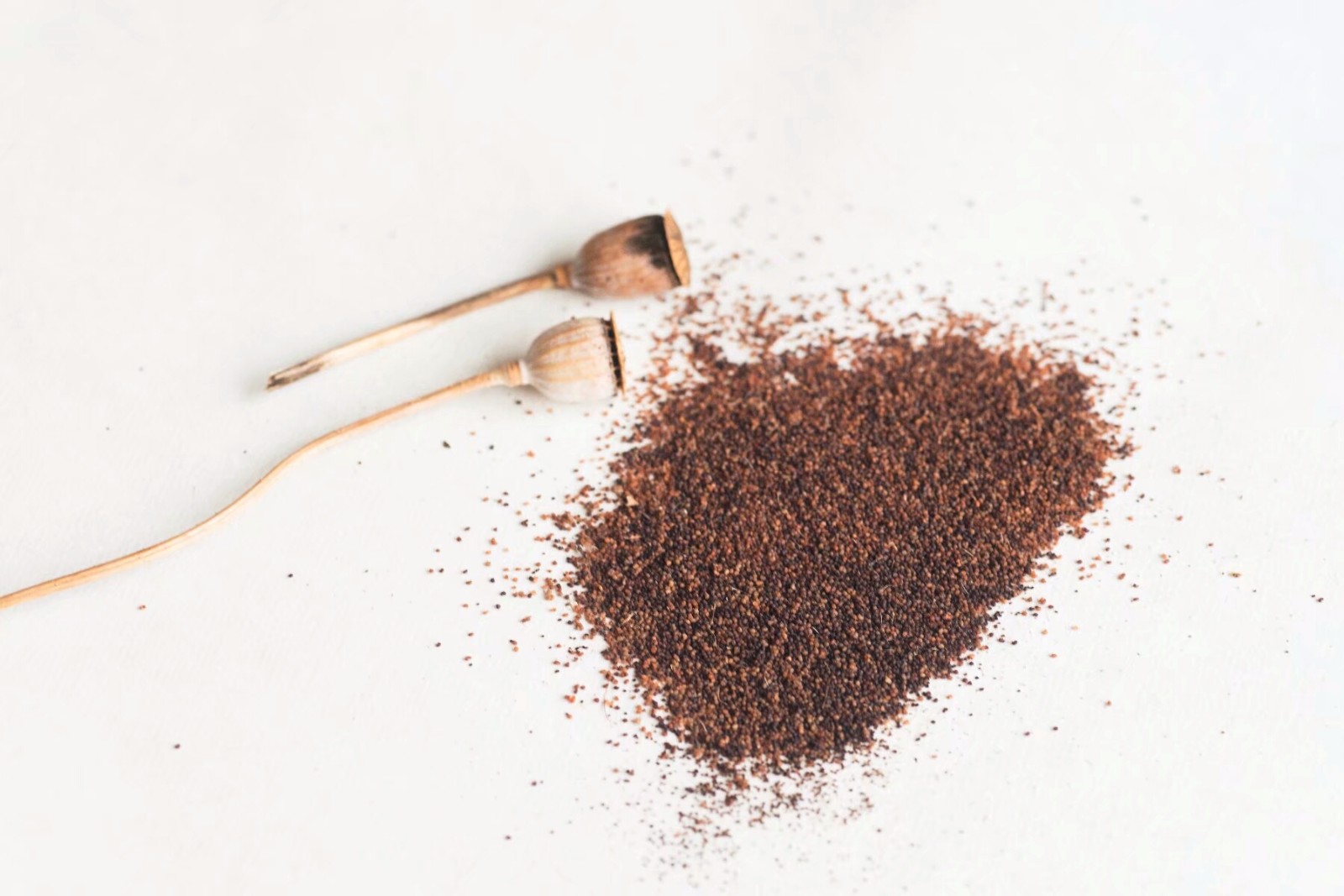 植物百科（十七）东方罂粟|平安|花语|东方罂粟_新浪新闻