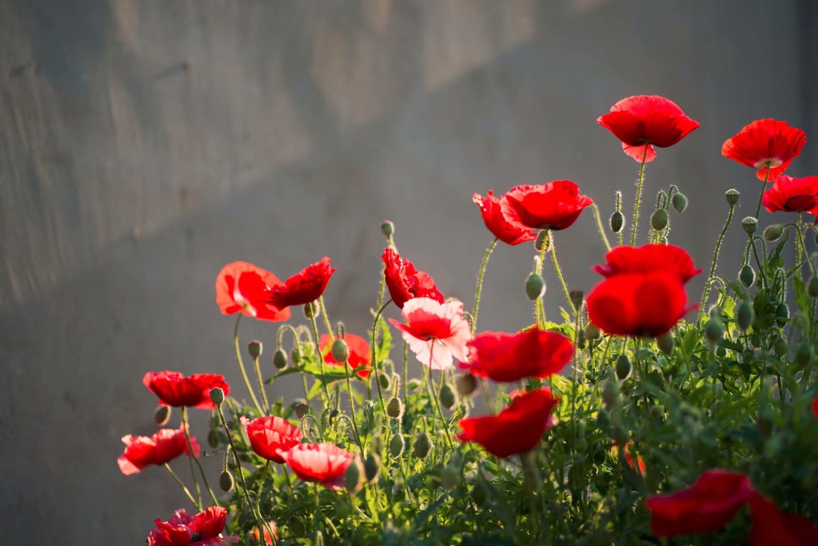 植物百科（十七）东方罂粟|平安|花语|东方罂粟_新浪新闻