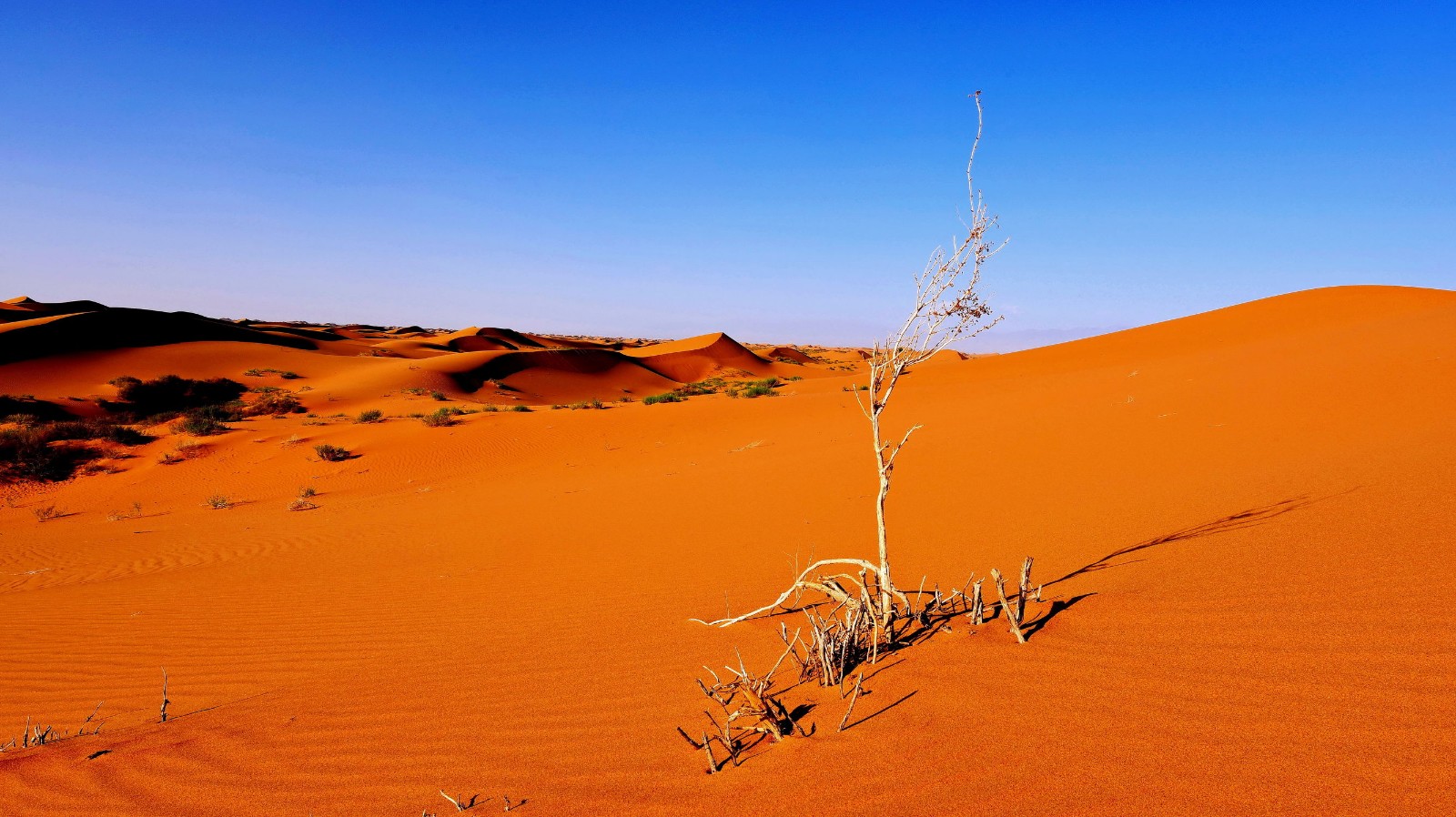 腾格里：有人誉它为“人类治沙史上的奇迹”|腾格里|治沙|奇迹_新浪新闻