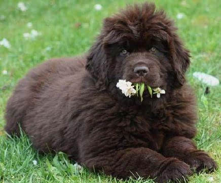 纽芬兰犬好养吗？纽芬兰犬怎么养？|纽芬兰犬|幼犬|品种_新浪新闻