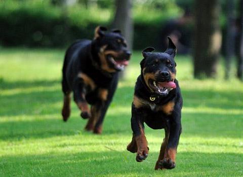 罗威纳犬价格是多少|价格|主人|犬种_新浪新闻