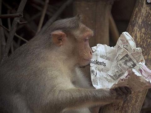 男子拍到猴子蹲树上单手看报纸，网友笑称是在关心香蕉的价格|猴子|报纸|价格_新浪新闻