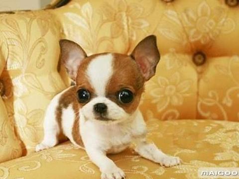 最可爱的10大小型犬 小巧玲珑萌翻众人|小型犬|可爱的|众人_新浪新闻