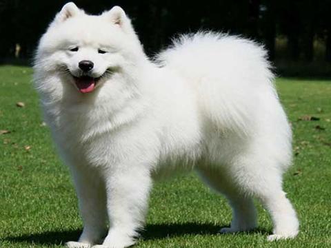 萨摩耶犬好饲养吗？萨摩耶犬怎么饲养？|萨摩耶|肉类|维生素_新浪新闻