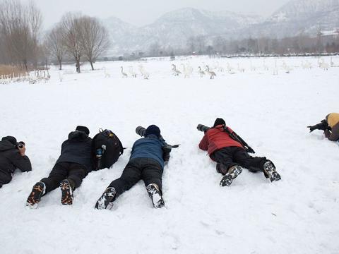 为拍雪中天鹅百人苦等数日，七旬老人直接趴雪地|天鹅|雪地|老人_新浪新闻