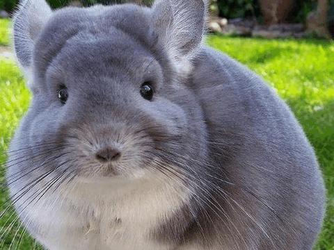 真实版龙猫|龙猫|真实版|毛丝鼠_新浪新闻