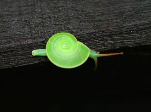 全世界在黑暗中最亮的十个神秘动物,第三名很可怕,第六名太美了！|发光|生物|黑暗_新浪新闻