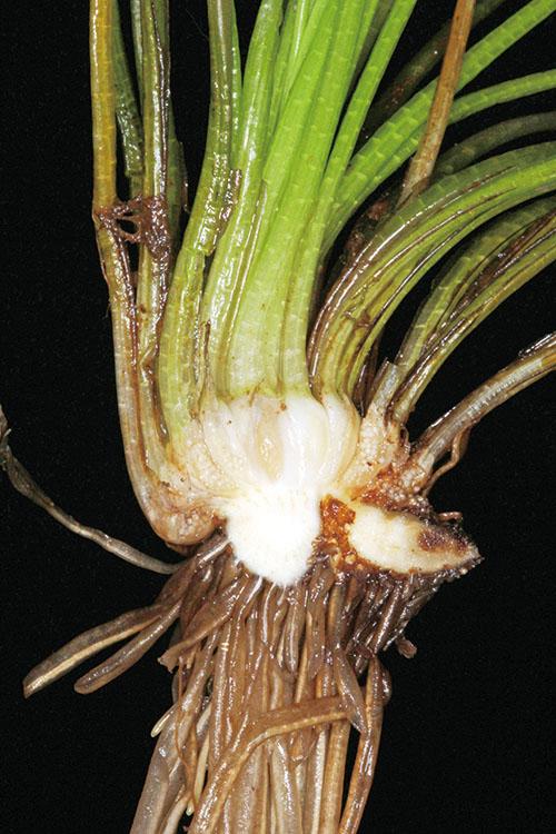 存活3亿年，数量稀少——我国5种特有水韭全列为一级保护|东方|植物|中华_新浪新闻