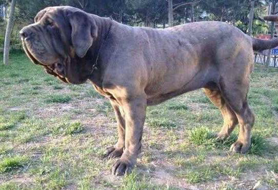 世上丑爆的狗，号称古罗马的战车，意大利黑手党的最爱