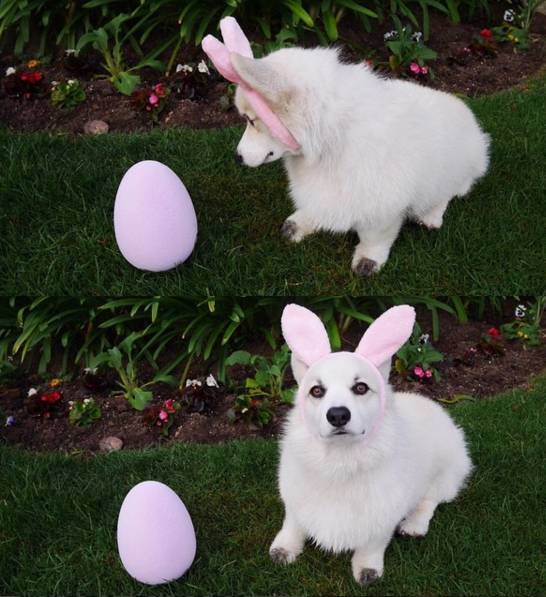 最美柯基犬！全白柯基萌翻天，尤其在雪地上奔跑时实在太惊艳了