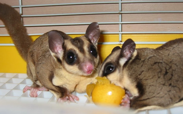 可爱的蜜袋鼯|袋鼯|小蜜|木屑_新浪新闻