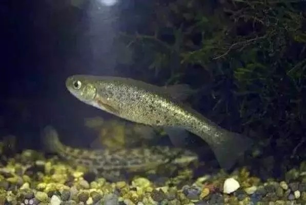 每天认识一种鱼（42）|柳根鱼：最原始的鱼类之一