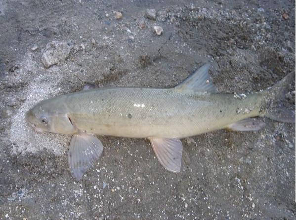 雅鲁藏布江有鱼吗? 都有些什么鱼类?|雅鲁藏布江|鱼|鱼类_新浪新闻