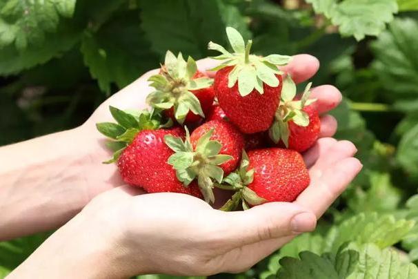 广州这几个地方可以边玩边摘草莓，快来看看吧|广州|草莓园|交通_新浪新闻