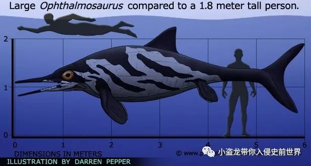 大眼鱼龙：侏罗纪的海中大眼萌|侏罗纪|古生物学|化石_新浪新闻