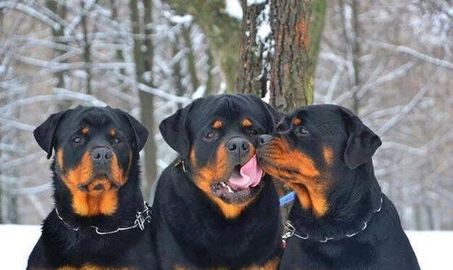 被誉为世界第一防暴犬的罗威纳，带他回家的十大理由！|世界第一|防暴犬|主人_新浪新闻