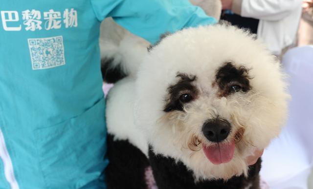 世界名犬——比熊犬（Bichon Frisé）