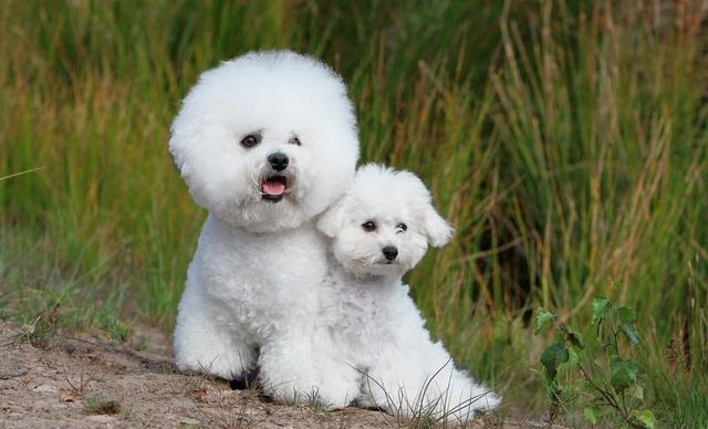 世界名犬——比熊犬（Bichon Frisé）