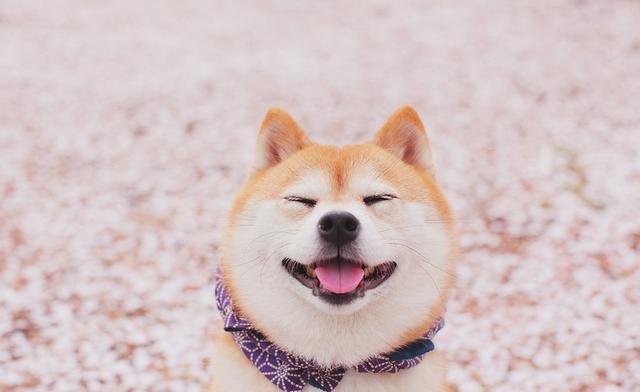 世界名犬——柴犬（Shiba Inu）