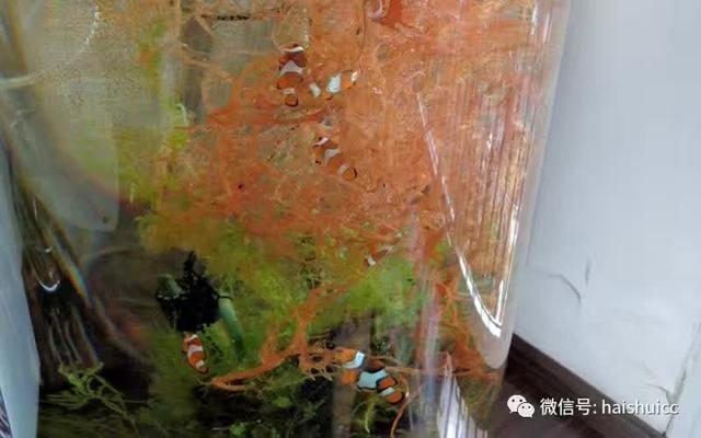 小丑养定了，就该配对和繁殖了！