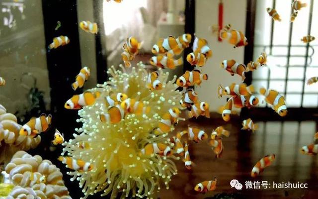 小丑养定了，就该配对和繁殖了！