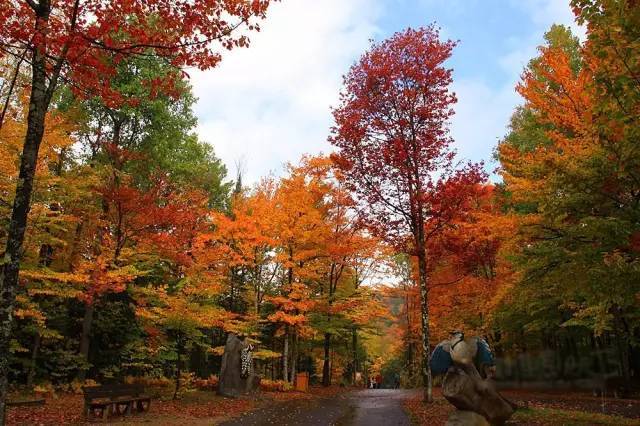 加拿大很美, 有着气势之盛, 世所罕见枫林纯色美景!|加拿大|枫叶|美景_新浪新闻
