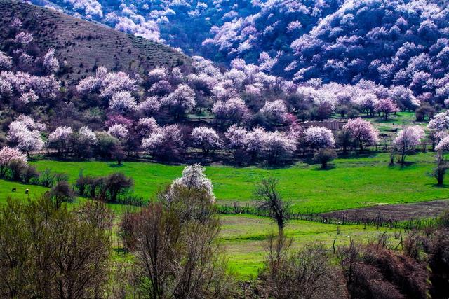 最美新疆之伊犁杏花沟，中世纪遗留最大的原始野杏林|新疆|杏花|伊犁_新浪新闻