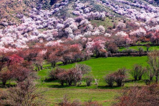 最美新疆之伊犁杏花沟，中世纪遗留最大的原始野杏林|新疆|杏花|伊犁_新浪新闻