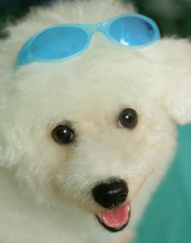 世界名犬——比熊犬（Bichon Frisé）