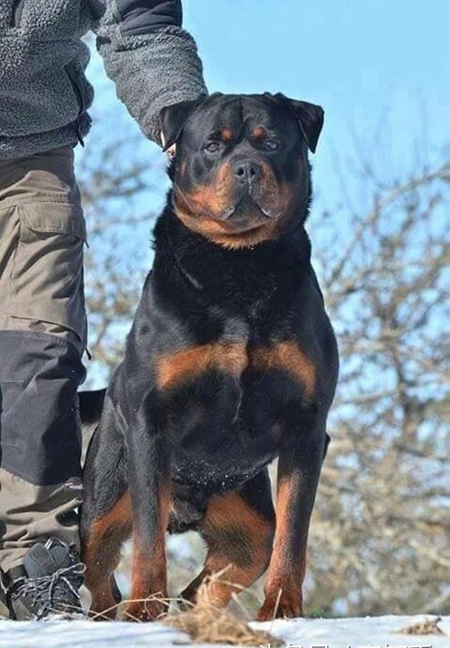 被誉为世界第一防暴犬的罗威纳，带他回家的十大理由！|世界第一|防暴犬|主人_新浪新闻