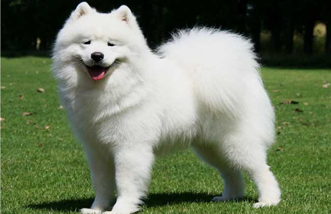 萨摩耶犬好饲养吗？萨摩耶犬怎么饲养？|萨摩耶|肉类|维生素_新浪新闻