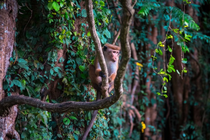 行摄斯里兰卡之物产丰富的宝地