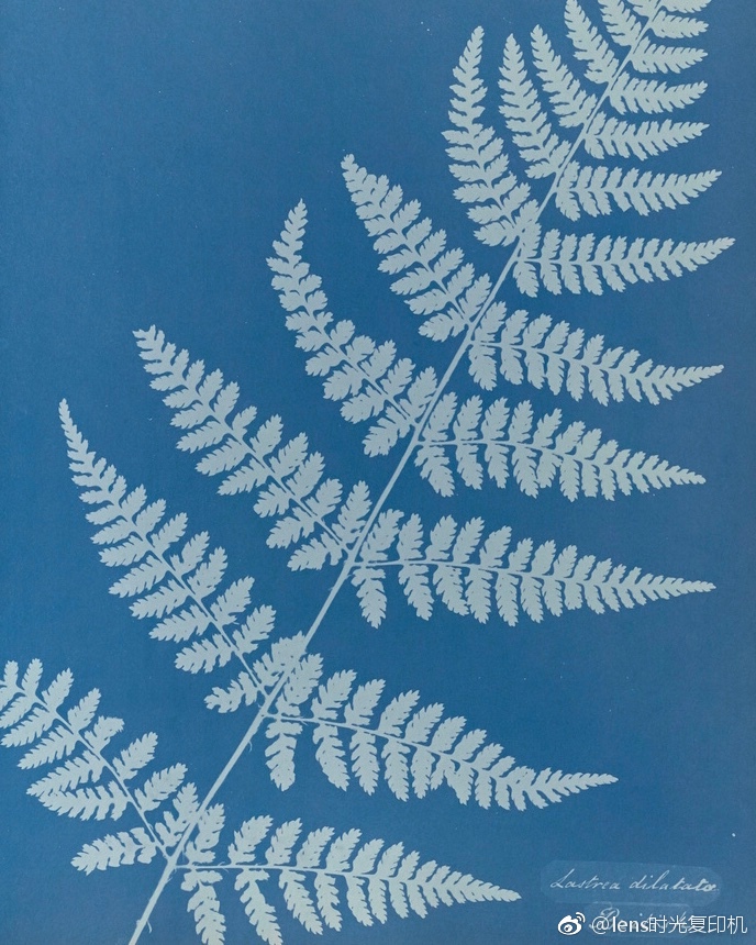 Anna Atkins|《British Algae》 安娜·阿特金斯Anna Atkins|摄影|安娜|阿特金斯|茎蔓|女性_新浪新闻