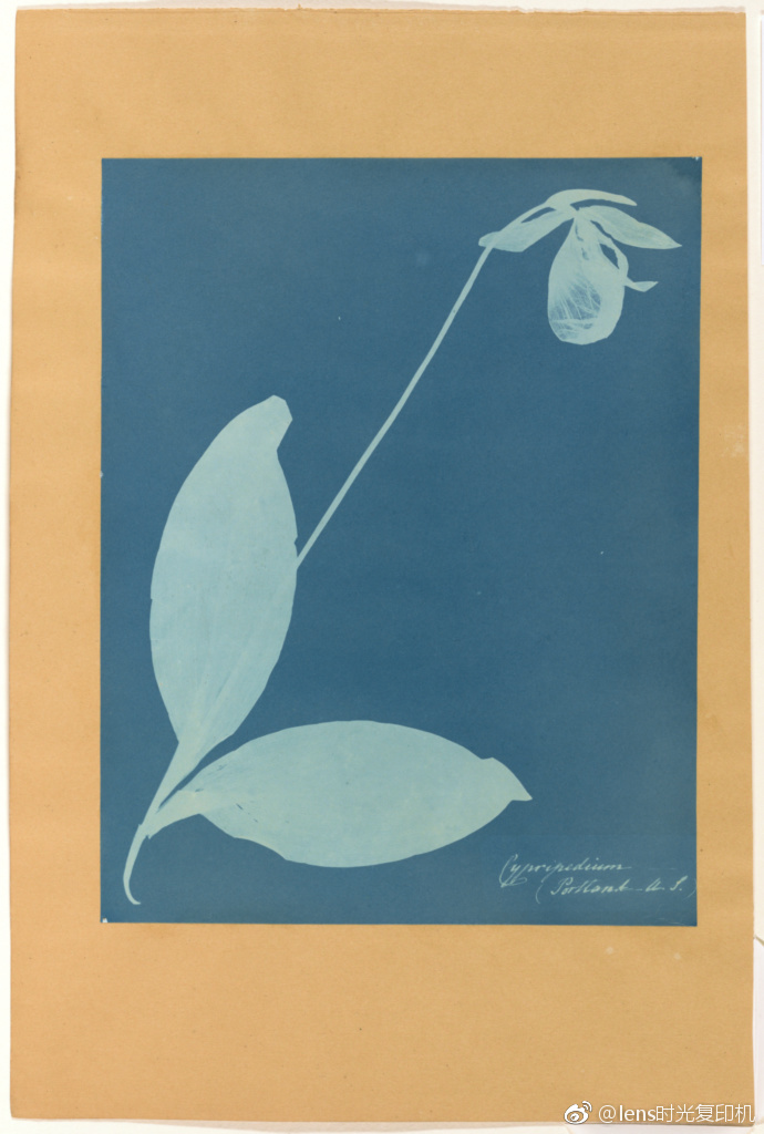 Anna Atkins|《British Algae》 安娜·阿特金斯Anna Atkins