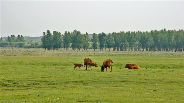 鄂尔多斯全年观景指南，在对的时间去看对的风景|鄂尔多斯|成吉思汗陵|响沙湾_新浪新闻