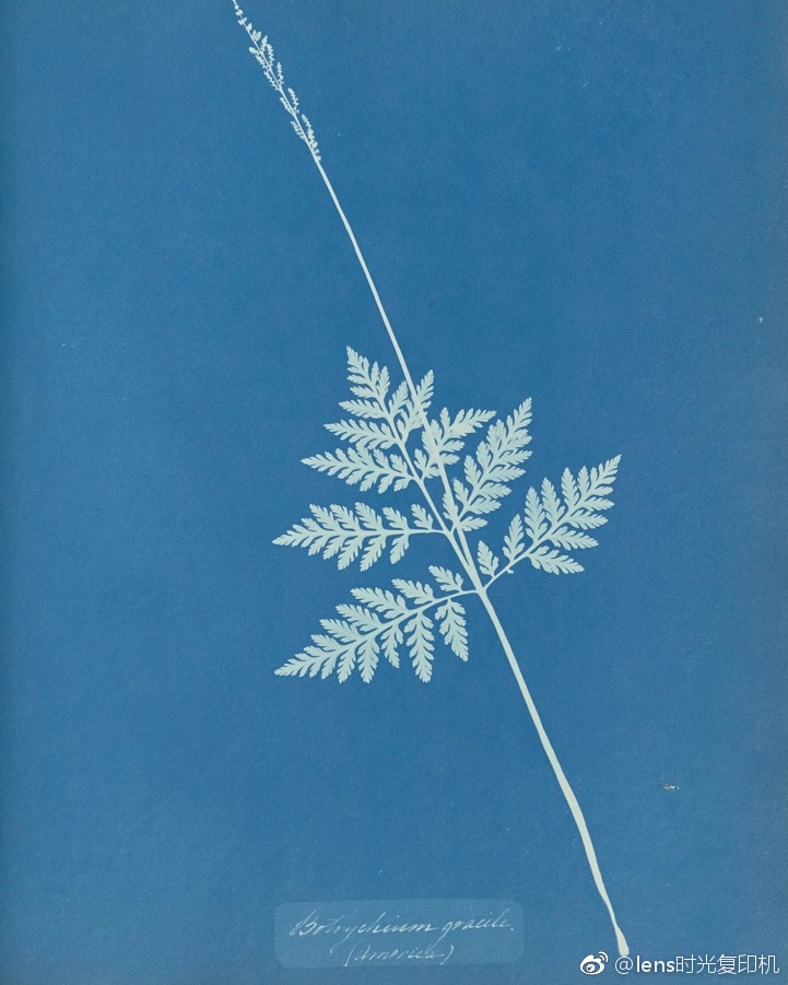 Anna Atkins|《British Algae》 安娜·阿特金斯Anna Atkins|摄影|安娜|阿特金斯|茎蔓|女性_新浪新闻
